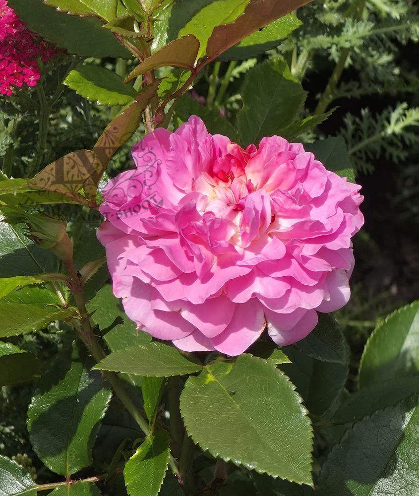 China Rose 2 Art | Leon Wilson Artist