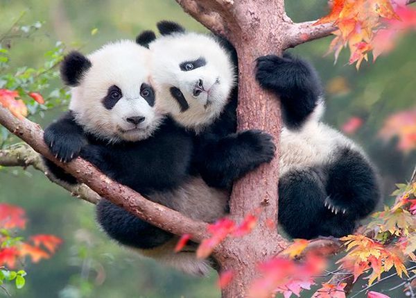 Two Playing Pandas Art | Cheng Yan Studio