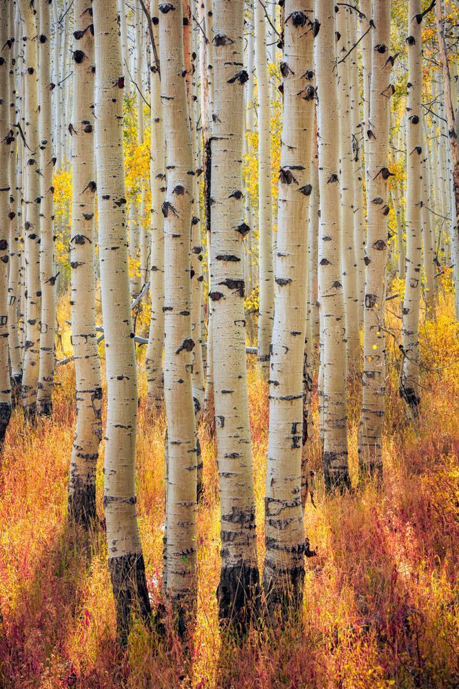 pine canyon aspen vertical