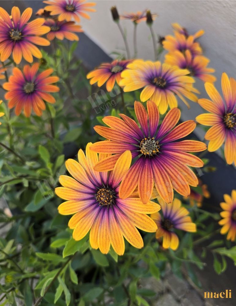 The Vibrant Dance Of Flowers Photography Art | MAELI Living ...