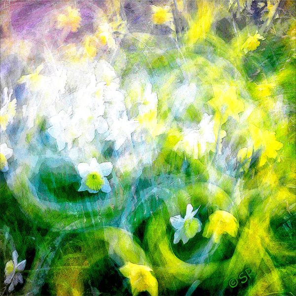 Nature photos Art | Sandy Richardson Art Photography